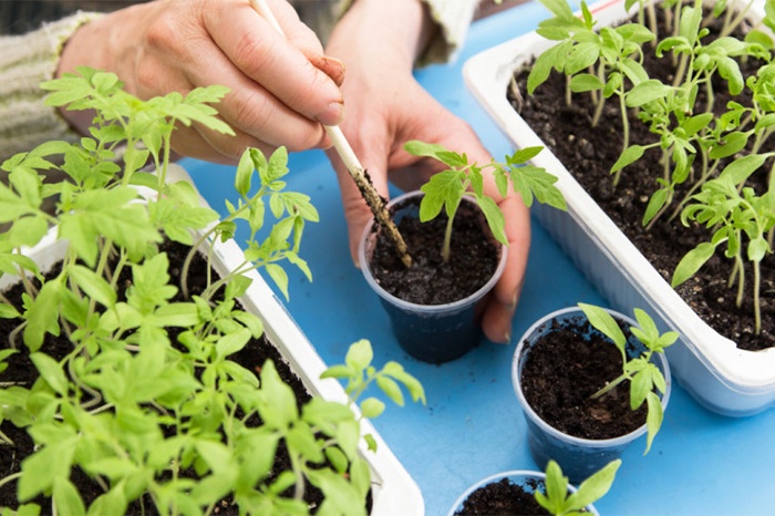 Kako se pikiraju presadnice? - Čapljinski portal