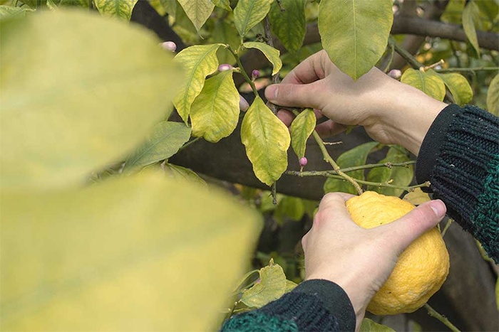 Kako orezati stablo limuna – 5 ključnih koraka za veći rod - Čapljinski ...