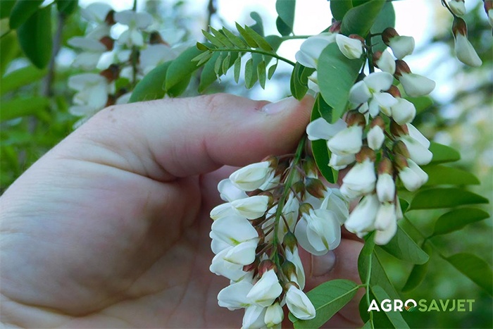 Ljekovitost bagrema i recepti: Ali pazite! Jedan organ je otrovan ...