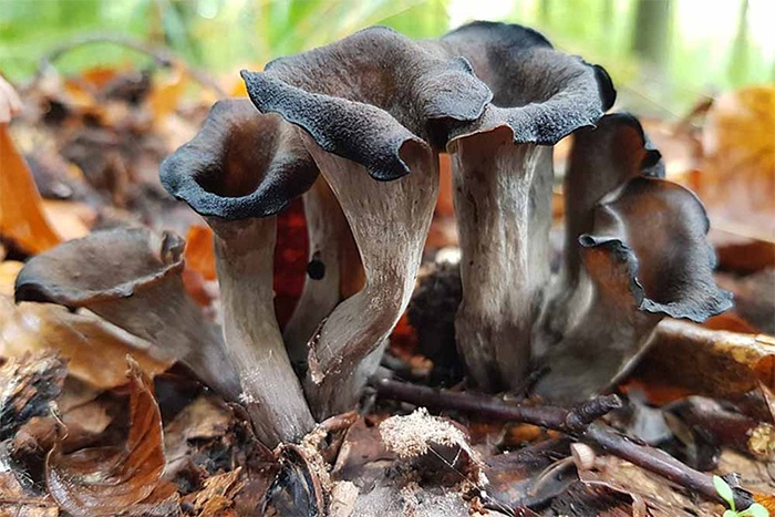 Gljiva Crna truba – Ljekovitost, upotreba i recepti za pripremanje ...